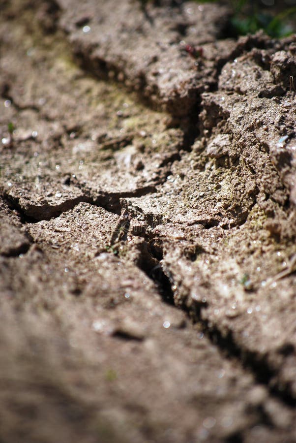 Dried ground stock image. Image of plant, texture, ecology - 9049733