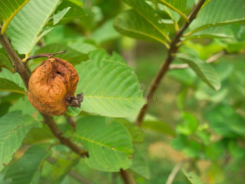 Dried Guava Fruit Hanging on the Tree Stock Photo - Image of gourmet ...
