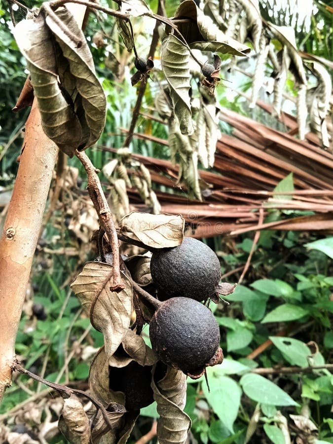 Dried guava and dried leaf stock image. Image of tree - 265592839