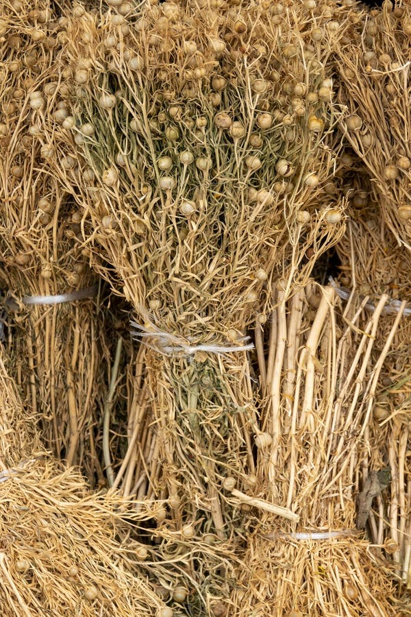 Dried harmala seed stock image. Image of antioxidant - 49942923