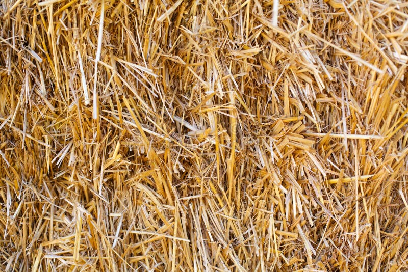 Dried hay stock image. Image of farming, bale, farmland - 85889253