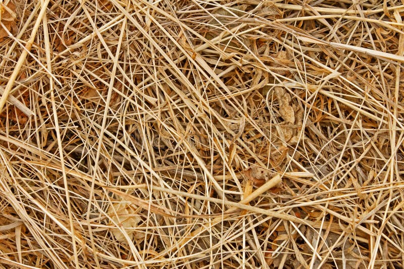 Dried hayDried hay stock image. Image of natural, meadow - 23194185