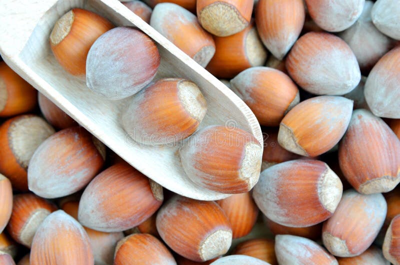 Dried hazelnuts stock image. Image of dessert, closeup - 35992981