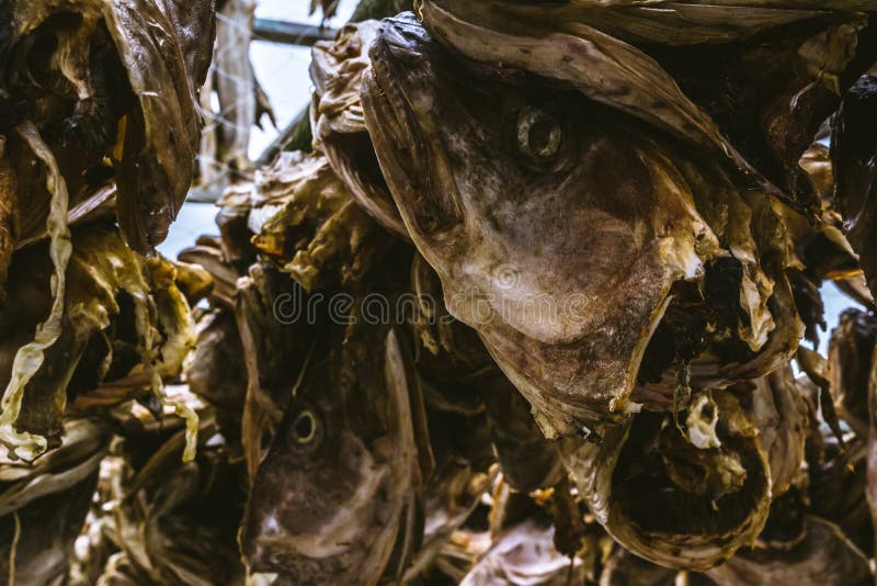 The Dried Heads of Fish Cod Which are Hanged Out Stock Photo - Image of ...