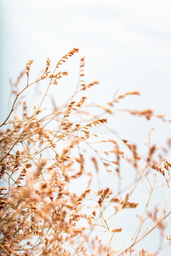 Dried Heather Plant. Selective Focus. Background and Texture. Stock ...