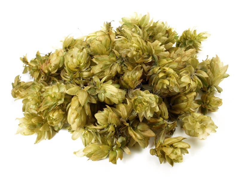 Dried Hop on White Background - Isolated Stock Photo - Image of herb ...