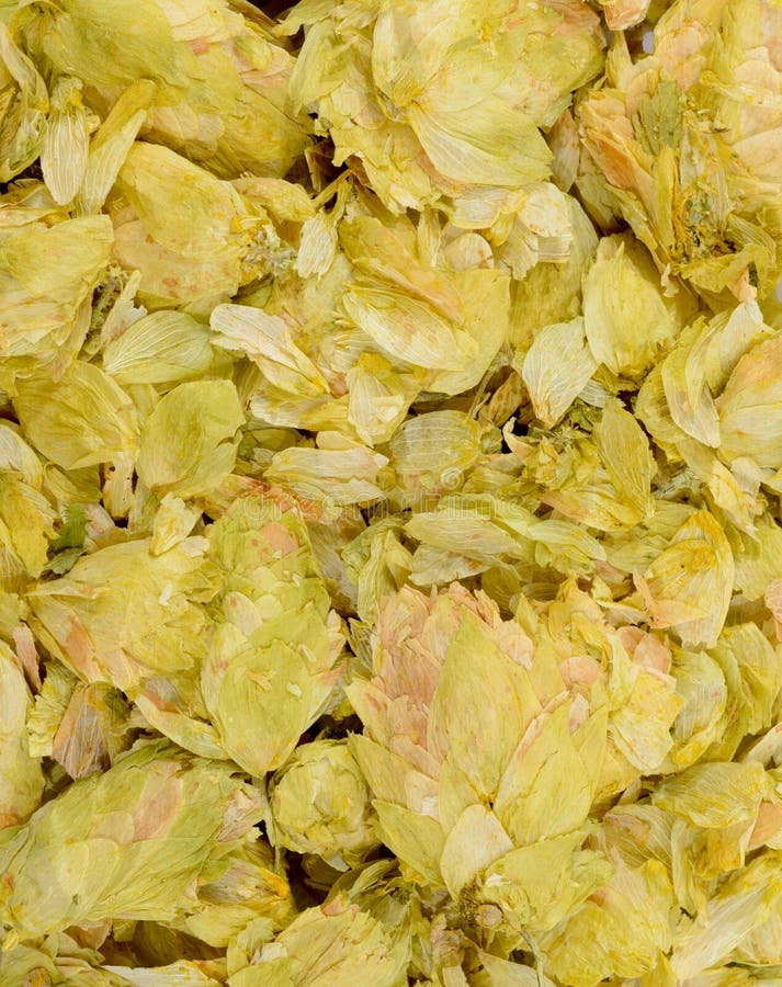 Dried Hops stock photo. Image of brewing, brew, cascade - 35126358