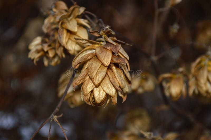 Dried hops on the vine stock photo. Image of humulus - 134183806