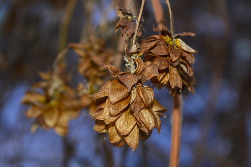 Dried hops on the vine stock image. Image of humulus - 134183247
