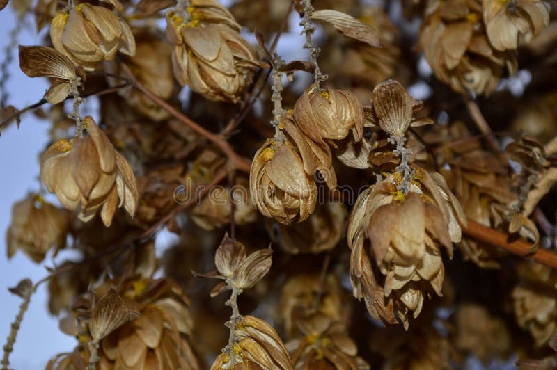 Dried hops on the vine stock image. Image of closeup - 134183613