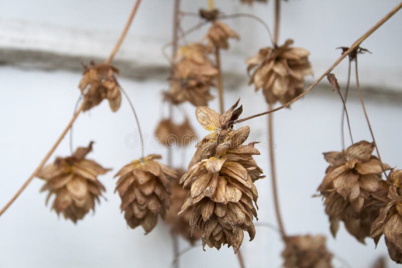 Hop Vine Winter Stock Photos - Free & Royalty-Free Stock Photos from ...