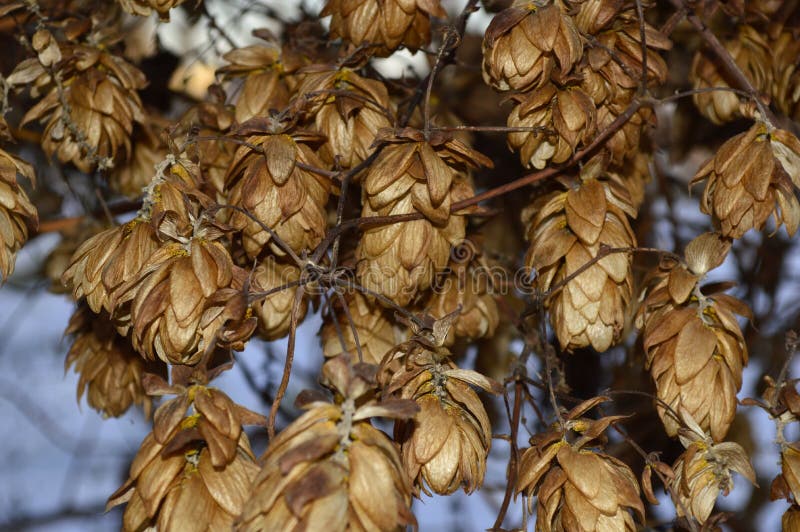 Dried hops on the vine stock photo. Image of flower - 134183686