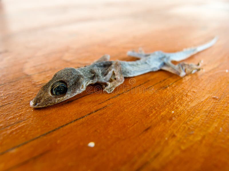Dried dead small lizard stock image. Image of macro, wildlife - 59650299