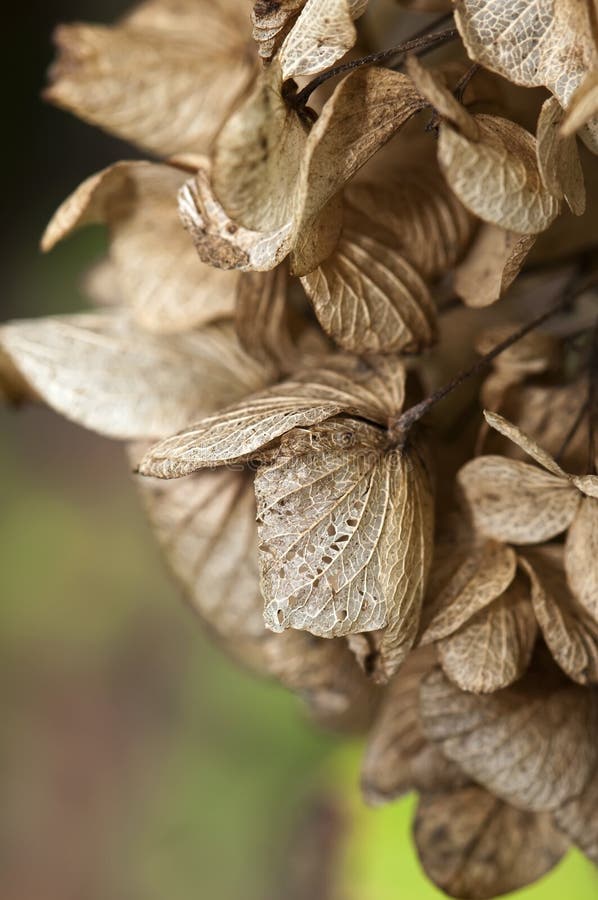 Dried hydrangea stock photo. Image of close, bloom, season - 11826220