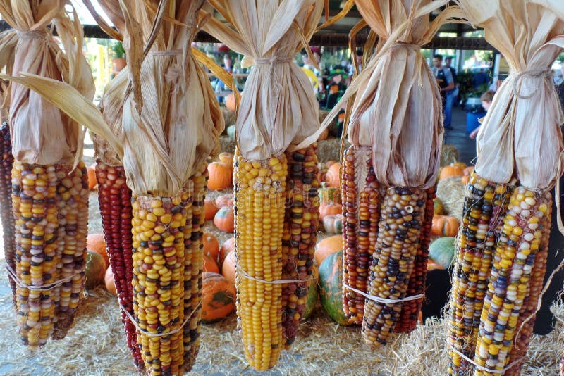 Dried Indian corn stock image. Image of kernals, fall - 61384105
