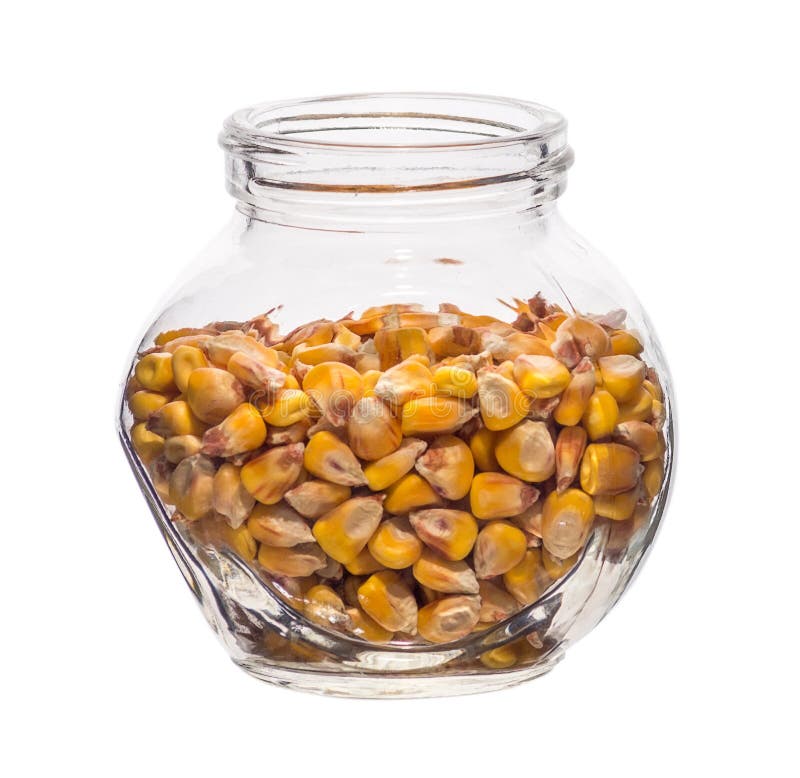 Dried indian corn stock photo. Image of gold, agriculture - 60551334