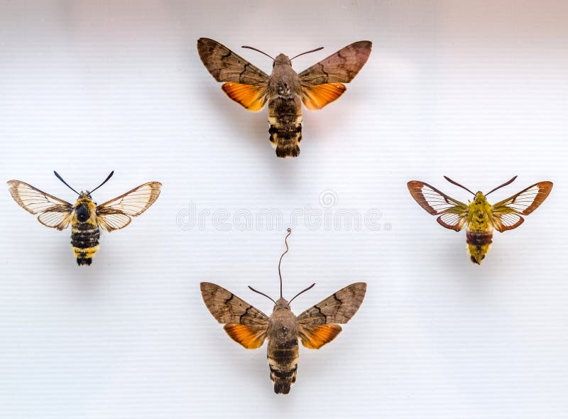 Dried Insect in the Museum, Closeup View Stock Photo - Image of ...