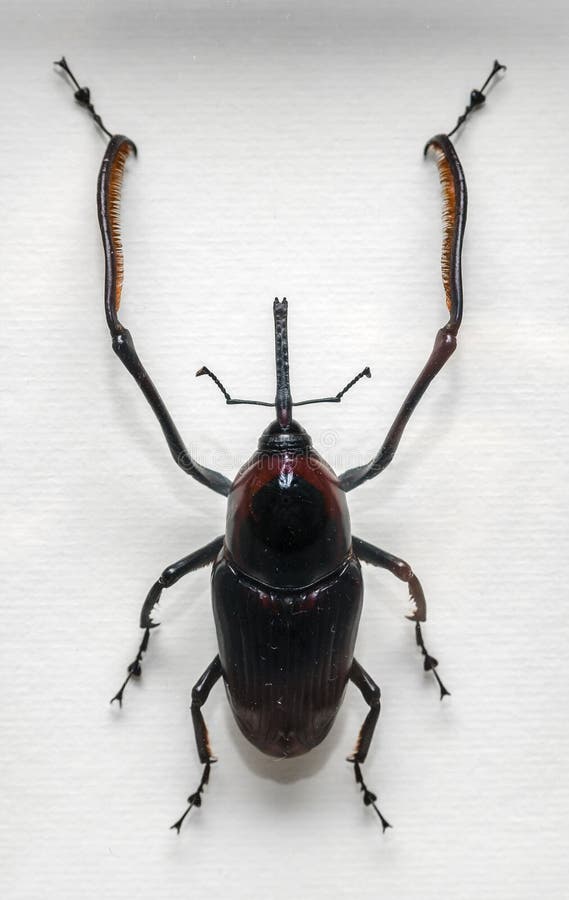 Dried Insect in the Museum, Closeup View Stock Image - Image of close ...