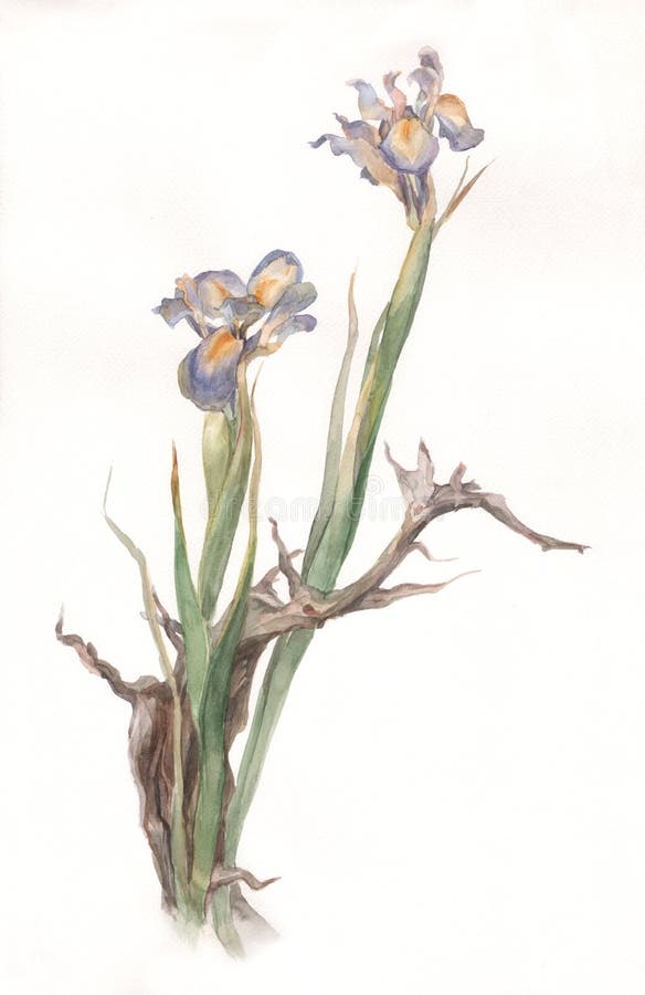 Dried Iris Flowers Watercolor Painting Stock Illustration ...