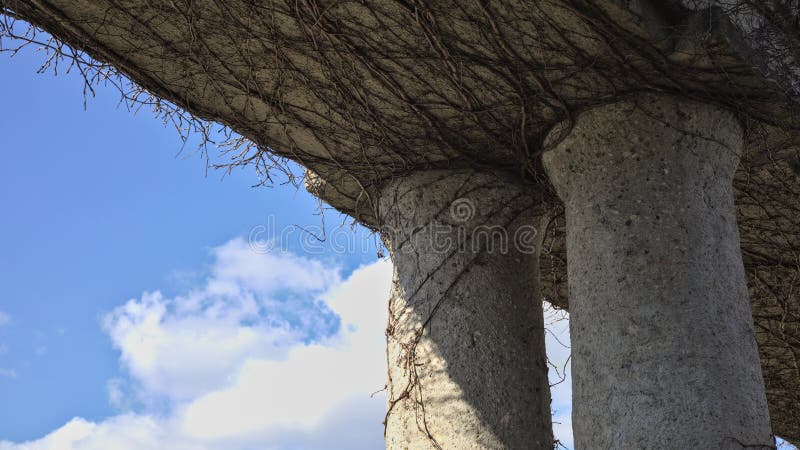 Dried Ivy Growing on Columns on the Background of a Blue Sky Stock ...