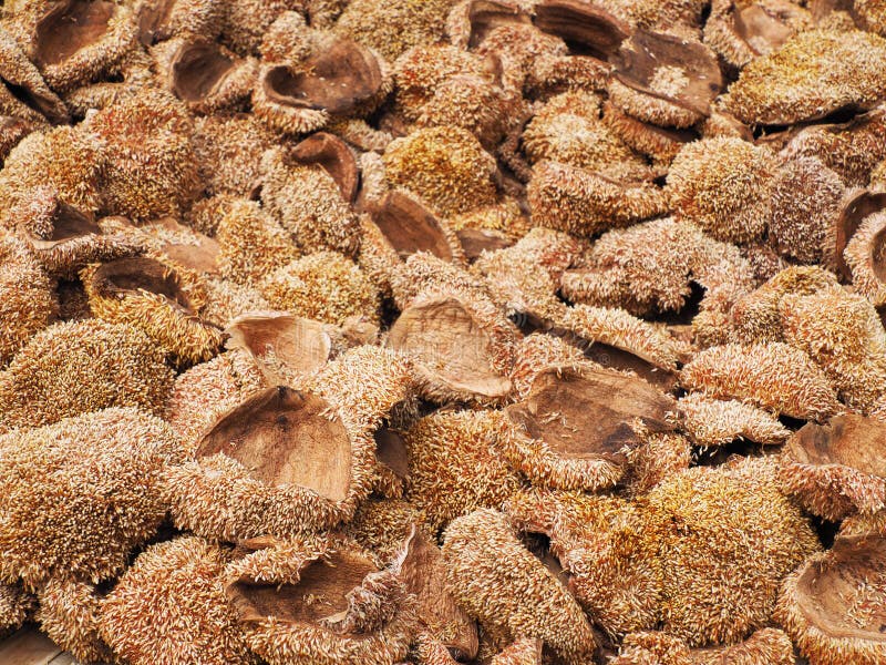 Dried jelly fig stock photo. Image of plant, healthy - 217753790