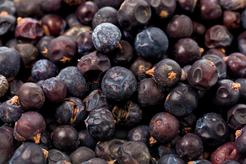 Dried Juniper Berries stock image. Image of ingredient - 22806297