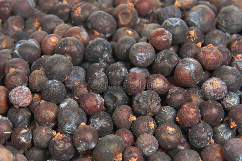 Dried juniper berries stock image. Image of taste, flavor - 45651529