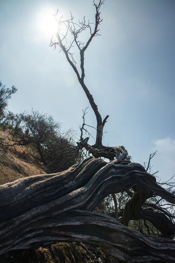 Dried Juniper Tree in the Sunlight Stock Photo - Image of scenery ...