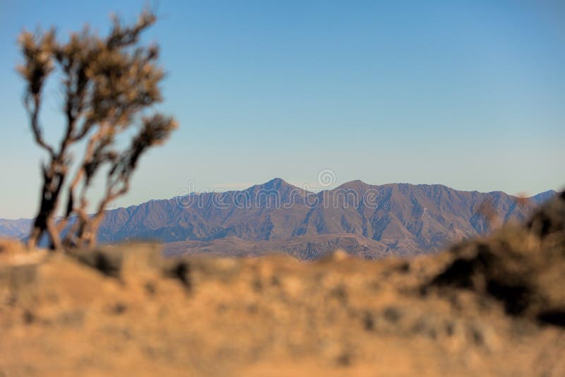Dried land with dying tree stock image. Image of plant - 44944873