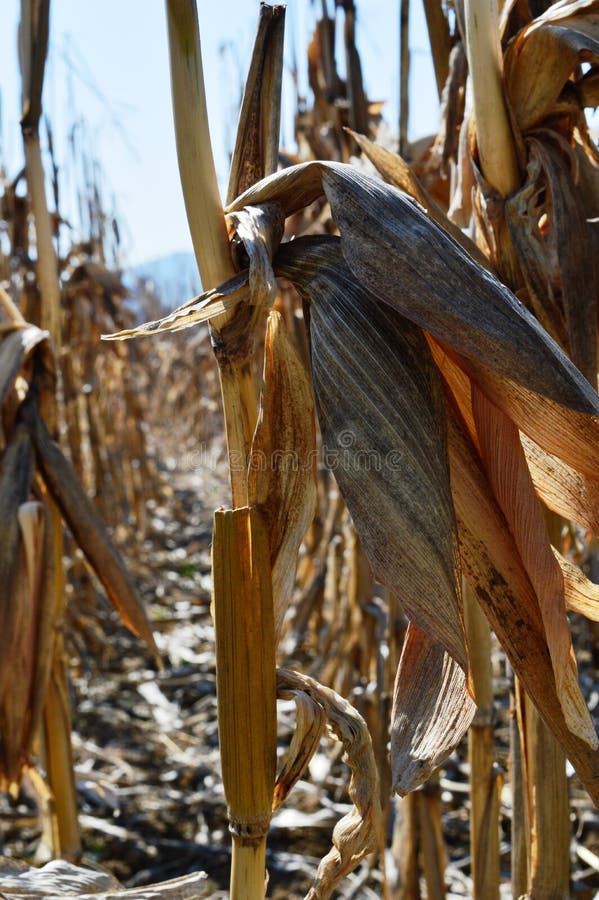 Dried corn stock image. Image of corn, plant, nature - 142879993