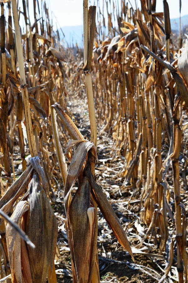 Dried corn stock image. Image of landscape, leaf, plant - 142879951
