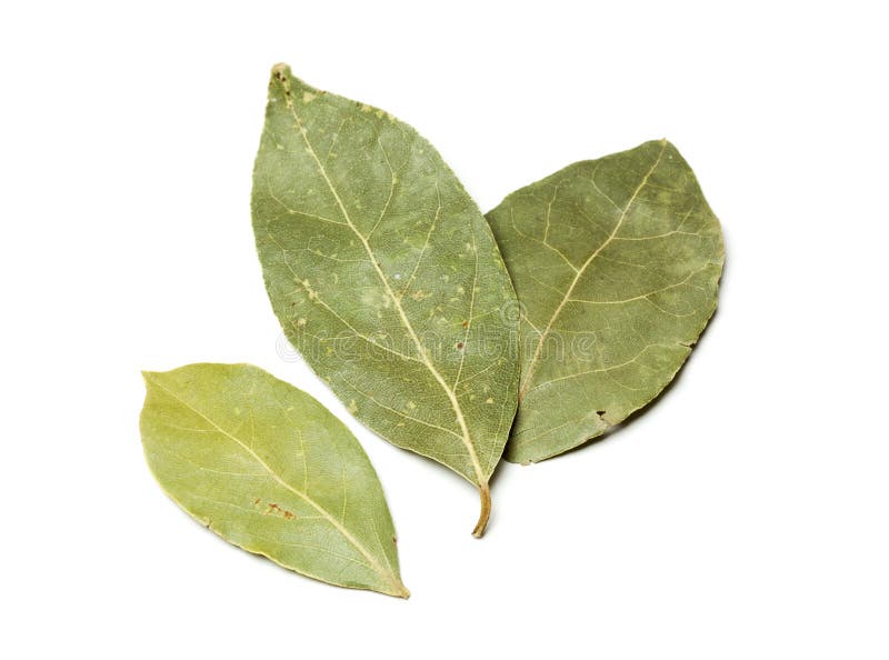 Dried laurel leaves stock photo. Image of isolated, condiment - 20753716