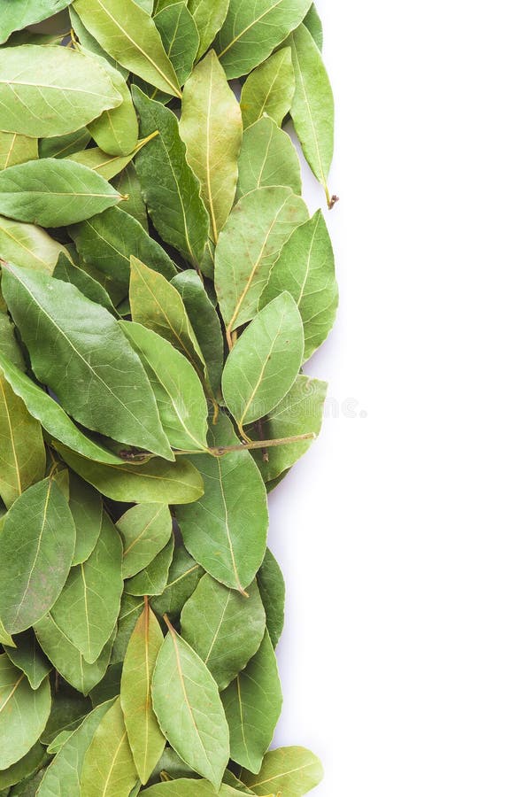 Dried Laurel Leaves on White Background Scattered from a Glass Jar for ... Dried Laurel Leaves on White Background Scattered from a Glass Jar for ...