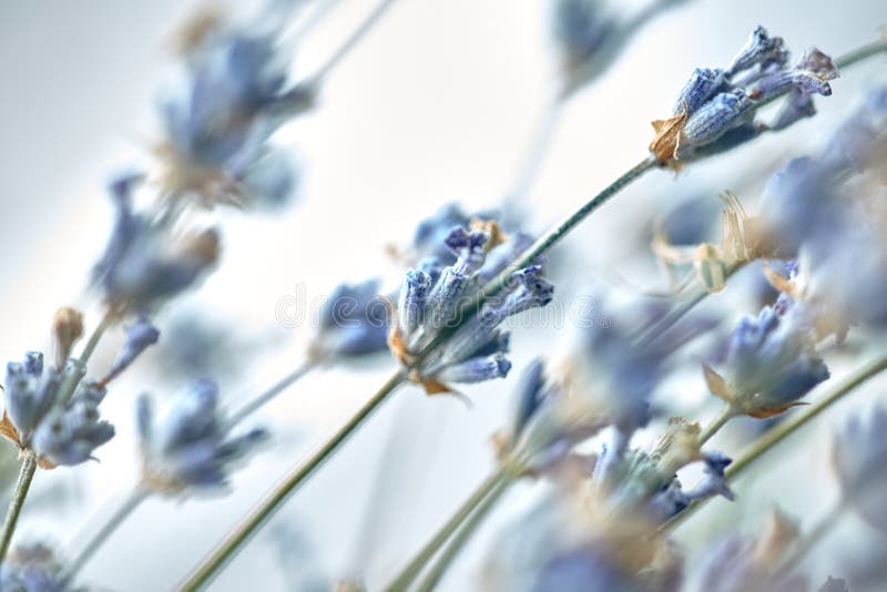 Dried Lavender Branches. Bunches of Small White Seeds on Thin Branches ...