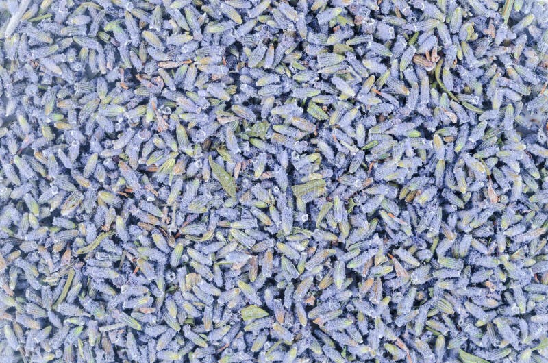 Dried Lavender Flower Textured As Background Stock Image - Image of ...