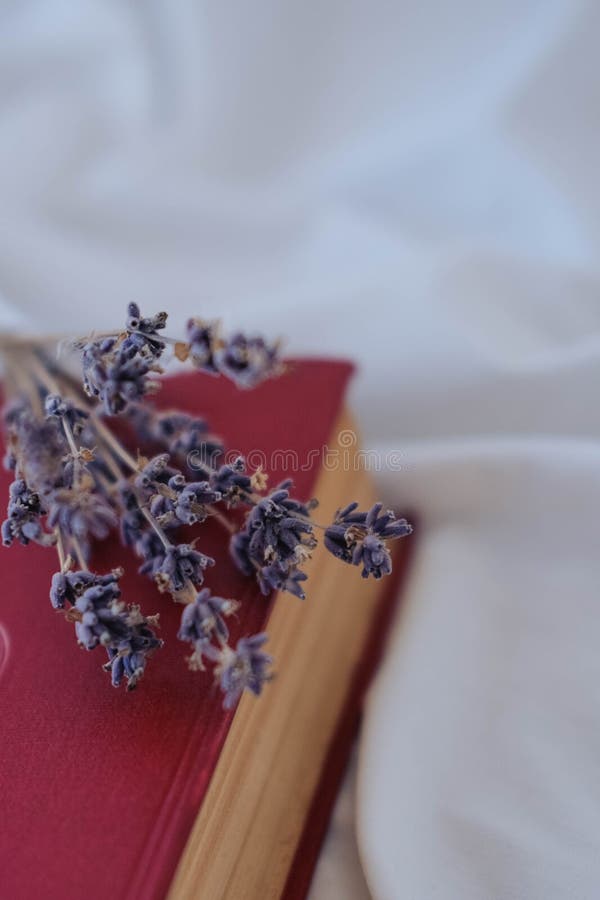 Dried Lavender Flowers and a Red Book on a White Fabric Stock Image ...
