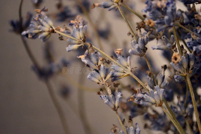 Dried lavender branches stock image. Image of background - 231024711