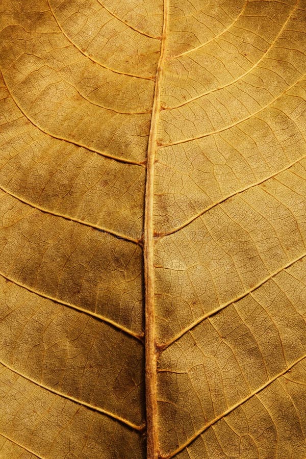 Dried leaf stock image. Image of autumn, gold, backgrounds - 27738855