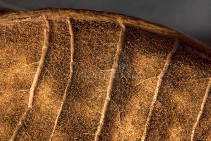 Dried leaf stock image. Image of leafy, climate, effect - 27739111