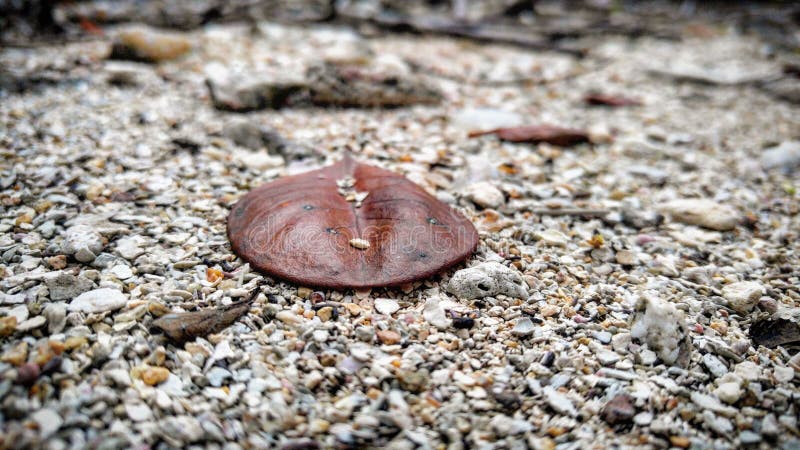 Dried leaf stock image. Image of caribbean, leaf, dried - 90541093