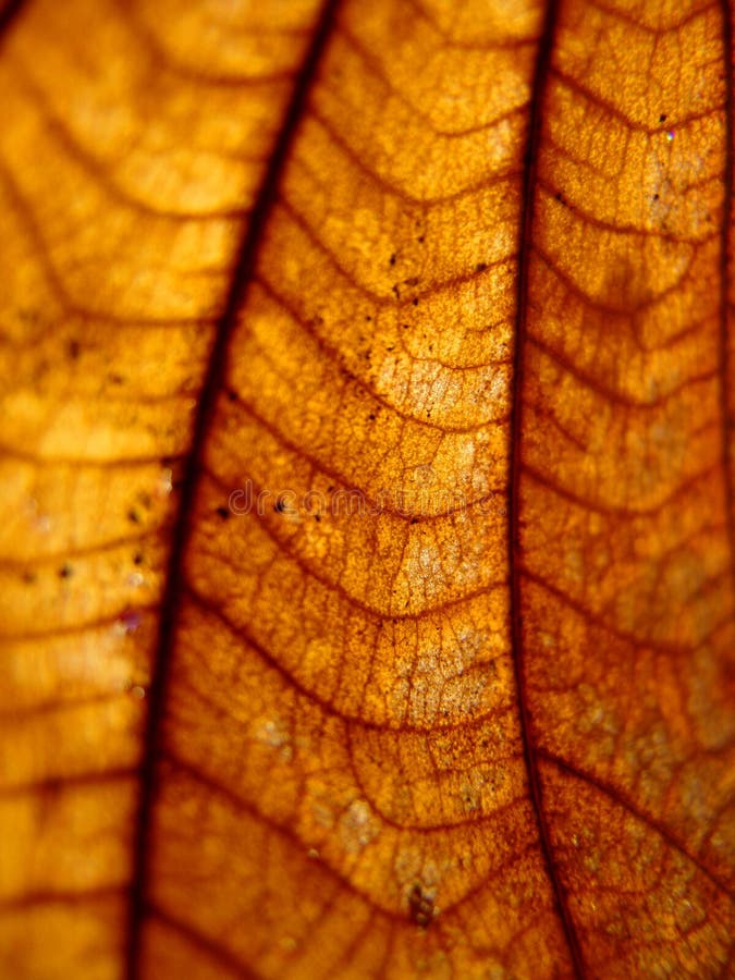 Fig leaf closeup stock image. Image of beauty, abstract - 10845173