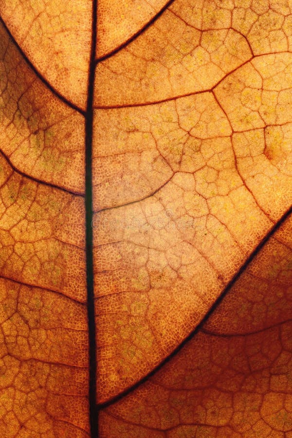 Dried leaf stock image. Image of leaf, forest, macro - 208278523