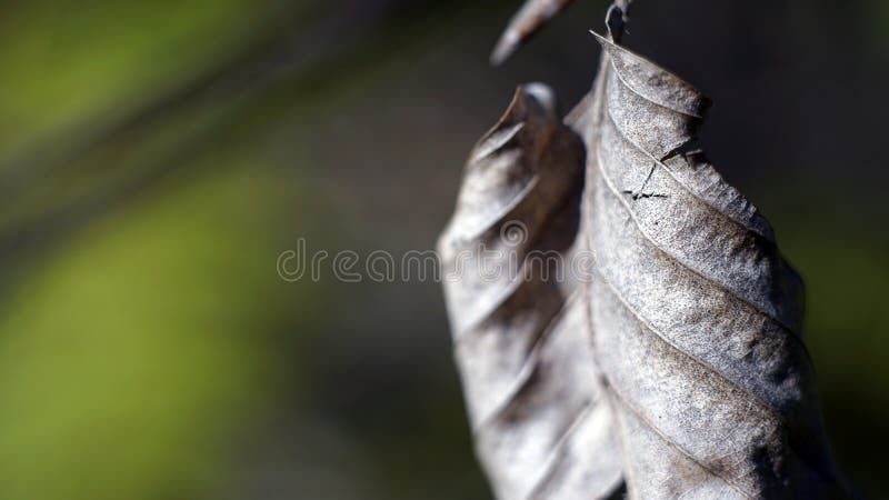 Dried Leaf; Fine Details and Very High-res for Backgronds Stock Photo ...
