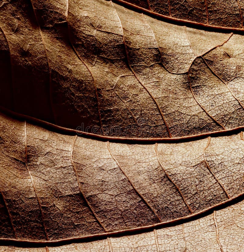 Dried leaf stock image. Image of descriptive, plant - 207993651