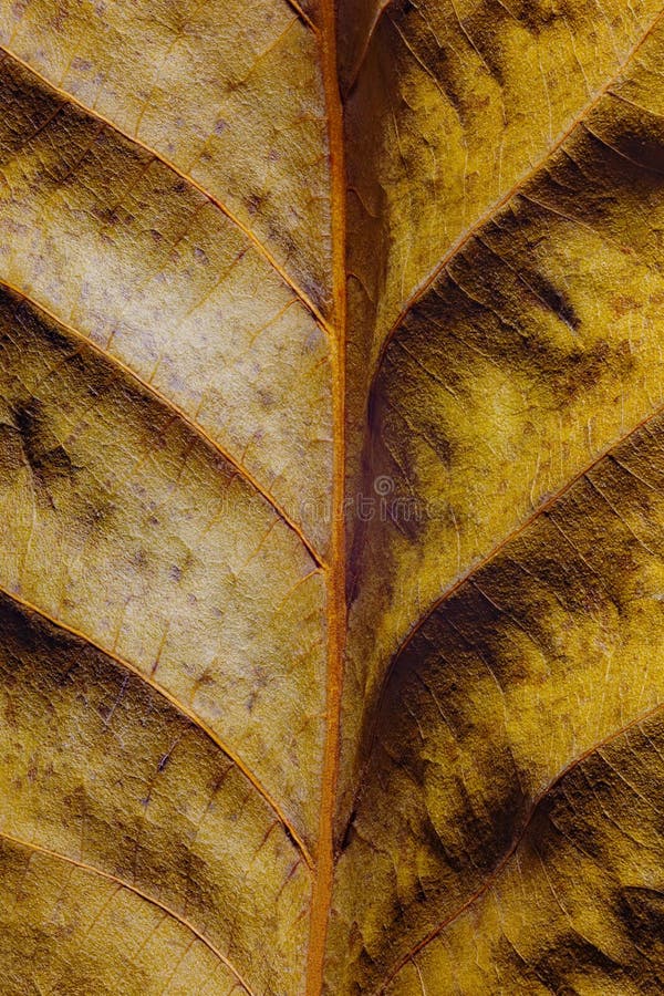 Dried leaf stock photo. Image of falling, light, backgrounds - 208278520