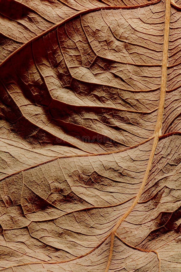 Dried leaf stock photo. Image of colored, autumn, change - 208089736