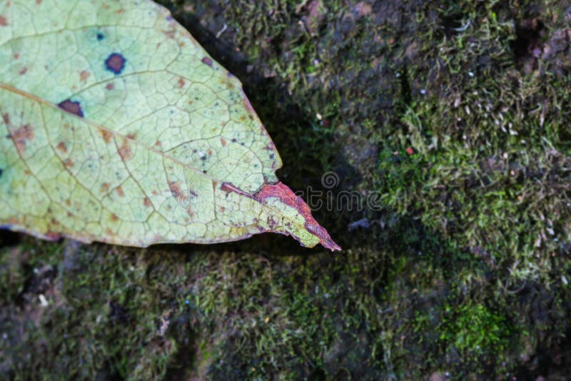Dried leaf stock image. Image of outdoors, beautiful - 38635679