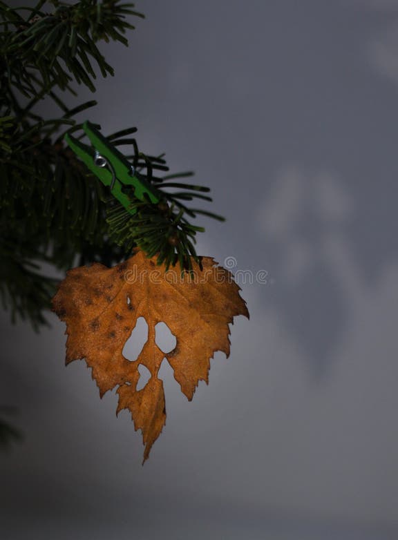 Dried Leaf in the Form of a Scary Face on a Branch on a Dark Background ...