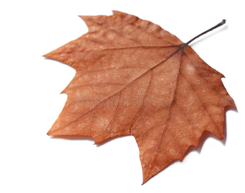 Dried leaf isolated stock photo. Image of creeper, vegetation - 11494064