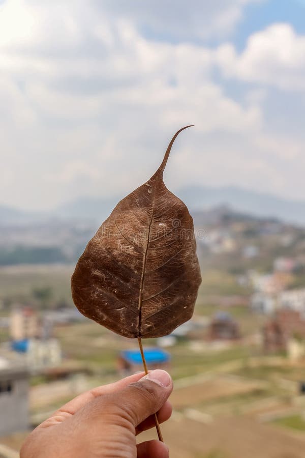 Holding a Dried Leaf of Peepal Tree Stock Image - Image of beautiful ...